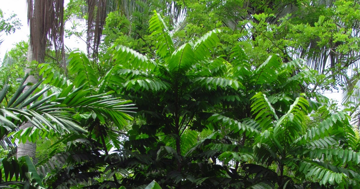 1784: Philippine Tree of the Month: Alawihaw