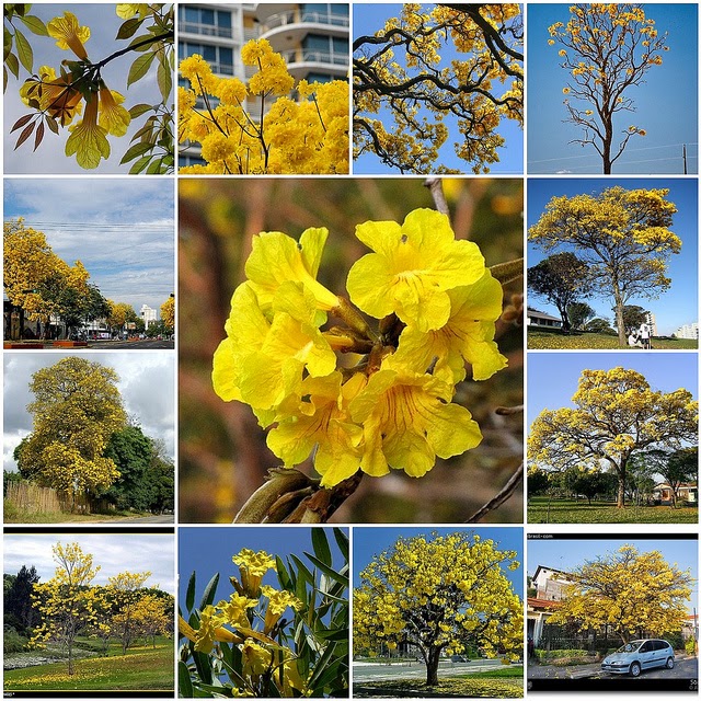 Sewa Tanaman - Landscape: pohon perindang taman, peneduh taman ...