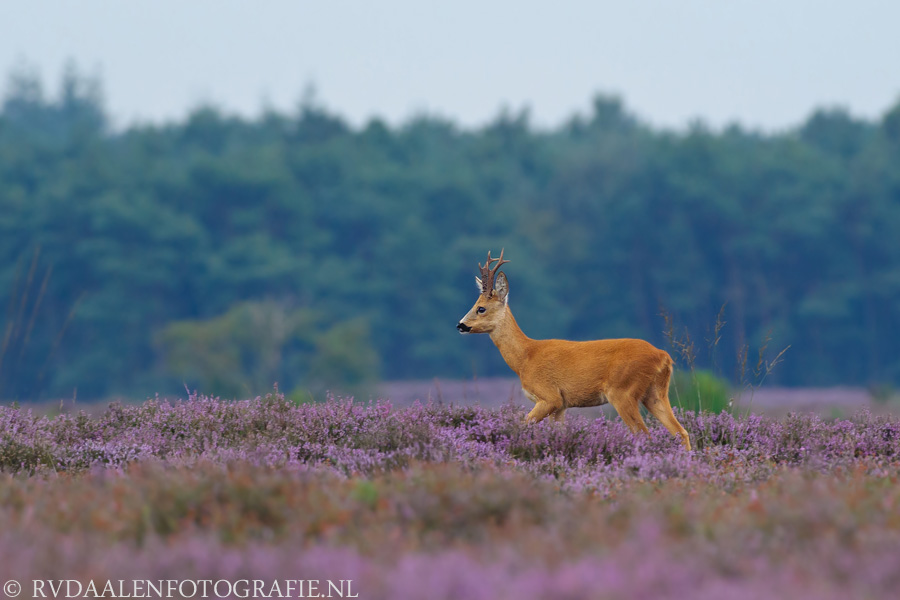 Vogel- en Natuurfotografie door Remco van Daalen: The Beauty Of Nature!!!