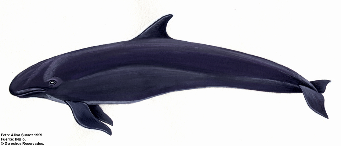Compañeros de viaje: Falsa orca (Pseudorca crassidens)
