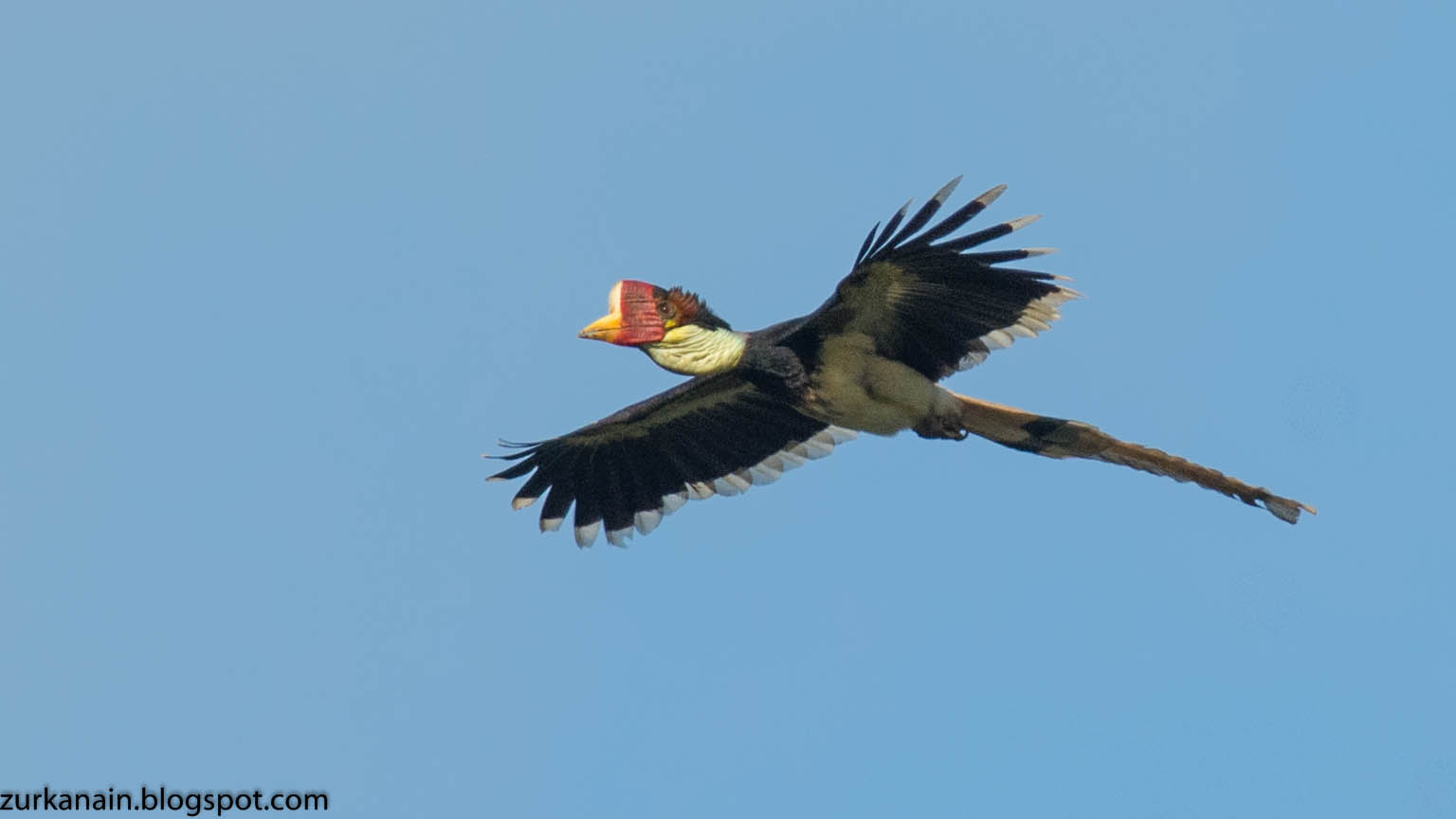 Zul Ya - Birds of Peninsular Malaysia: Helmeted Hornbill - Lifer