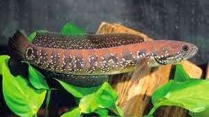 pet fish: African Snakehead fish is beautiful