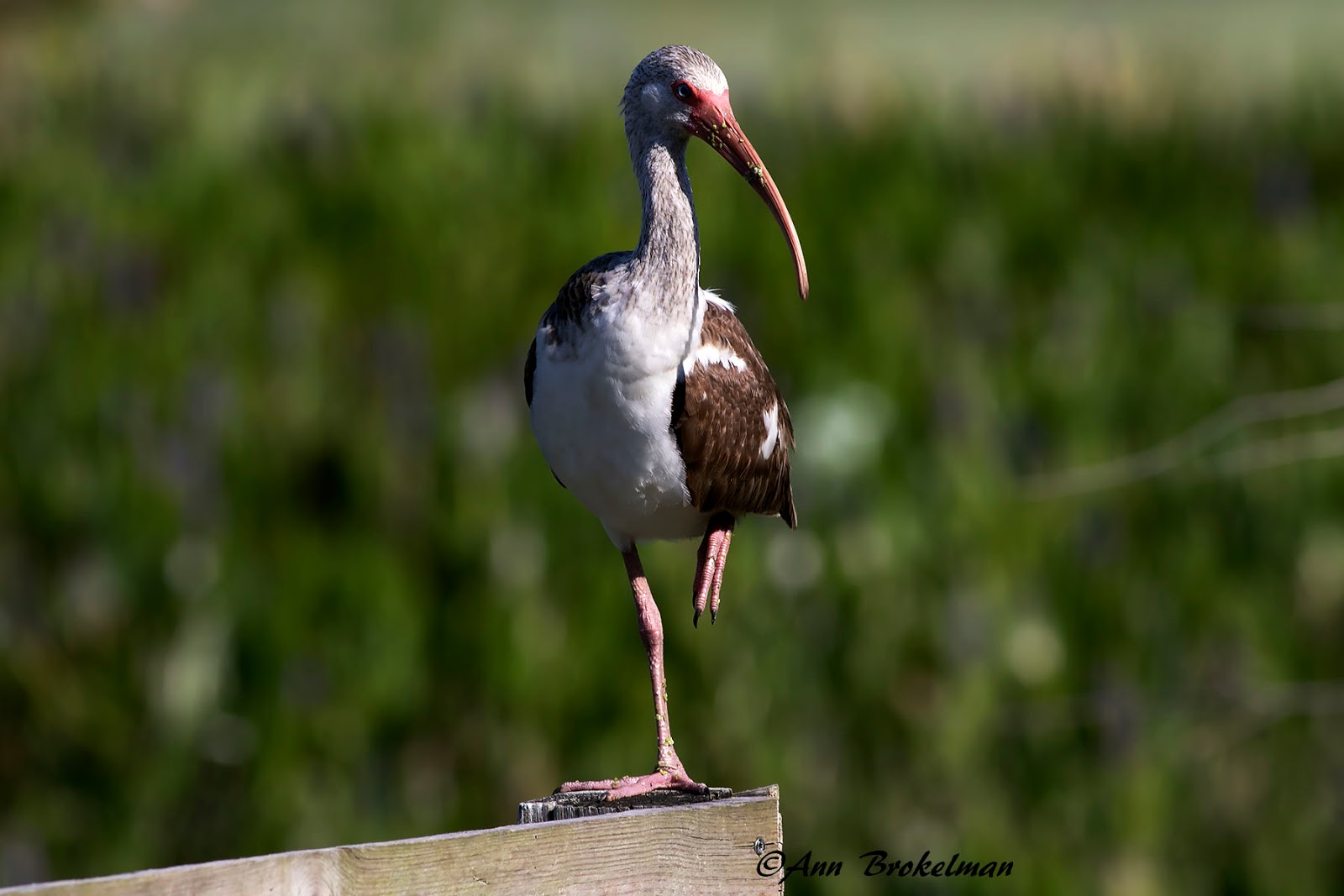 Ann Brokelman Photography: White Ibis juvenile at Florida
