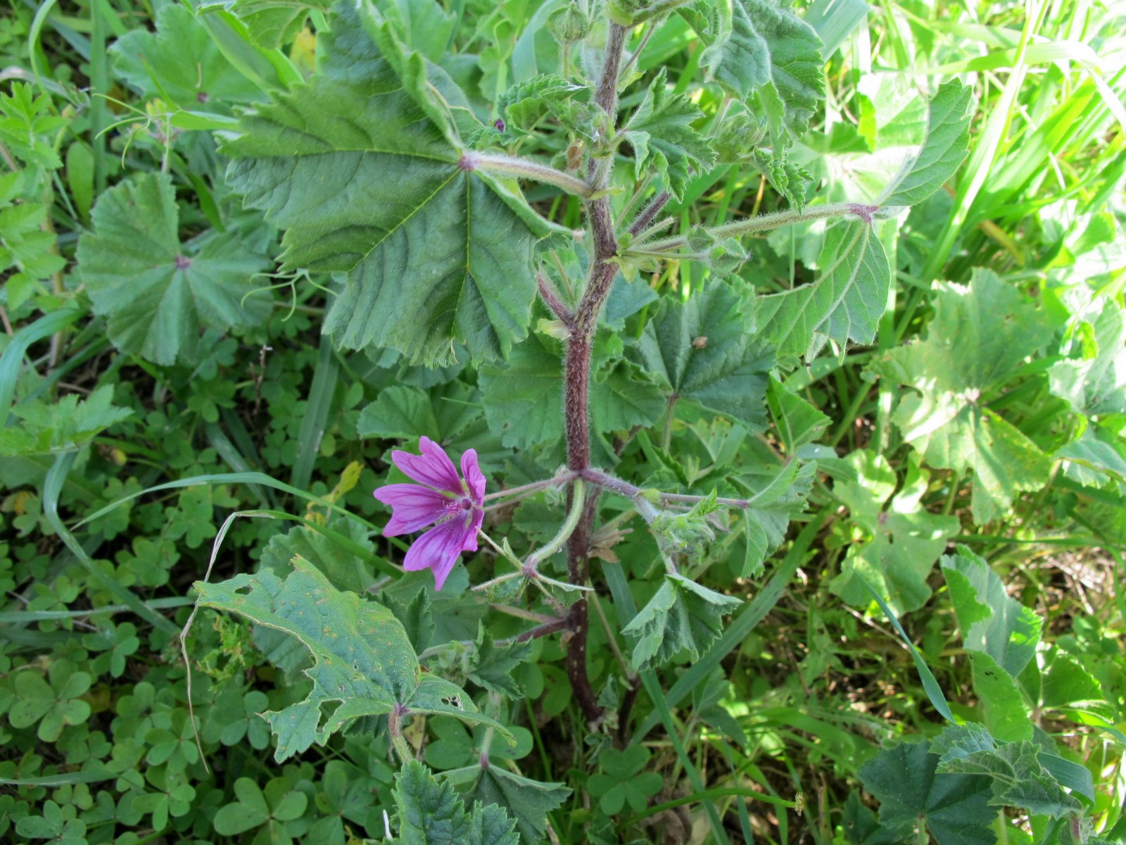 FLORA NEL SALENTO e.. anche altrove: Malva silvestris L. subsp ...