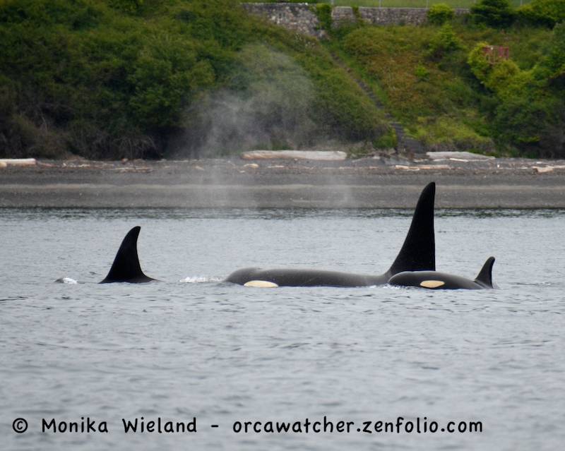 Orca Watcher: J-Pod Returns!