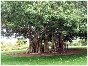Renaissance of THE GOLDEN BIRD- INDIA: Banyan tree & Tulsi benefits-