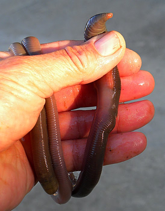 FOTO NATURA HUESCA 2: LUMBRÍCIDO Lumbricidae Carl Friedrich Wilhelm ...