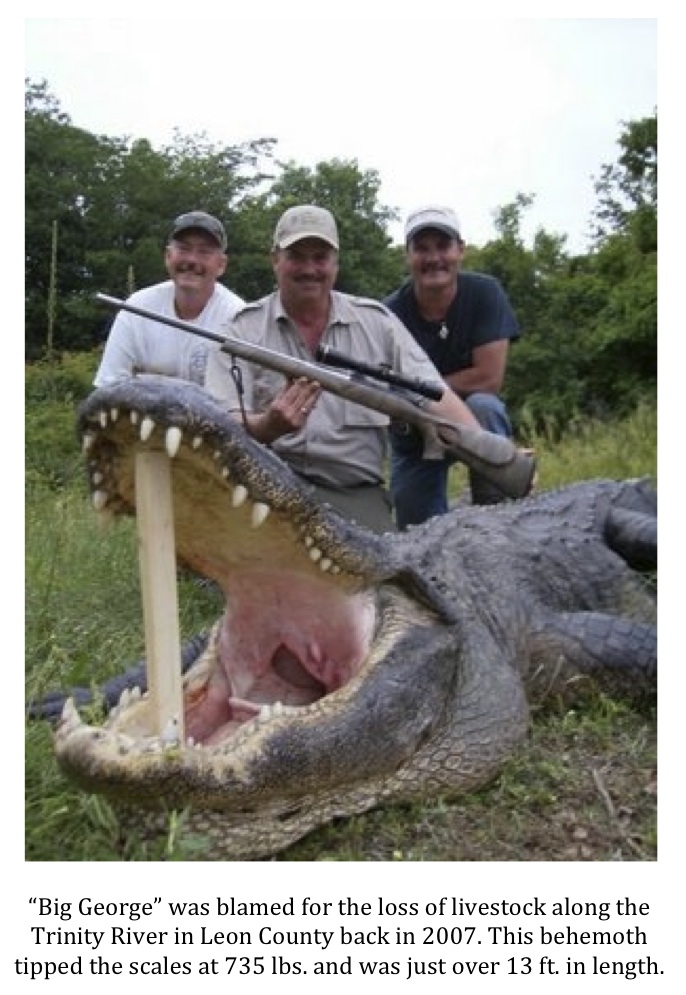 Texas Cryptid Hunter: Monstrous Alligator Killed in Leon County, Texas