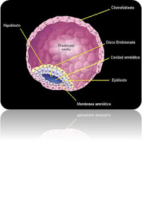 3.- Desarrollo embrionario, capa bilaminar y formación de los cuatro ...