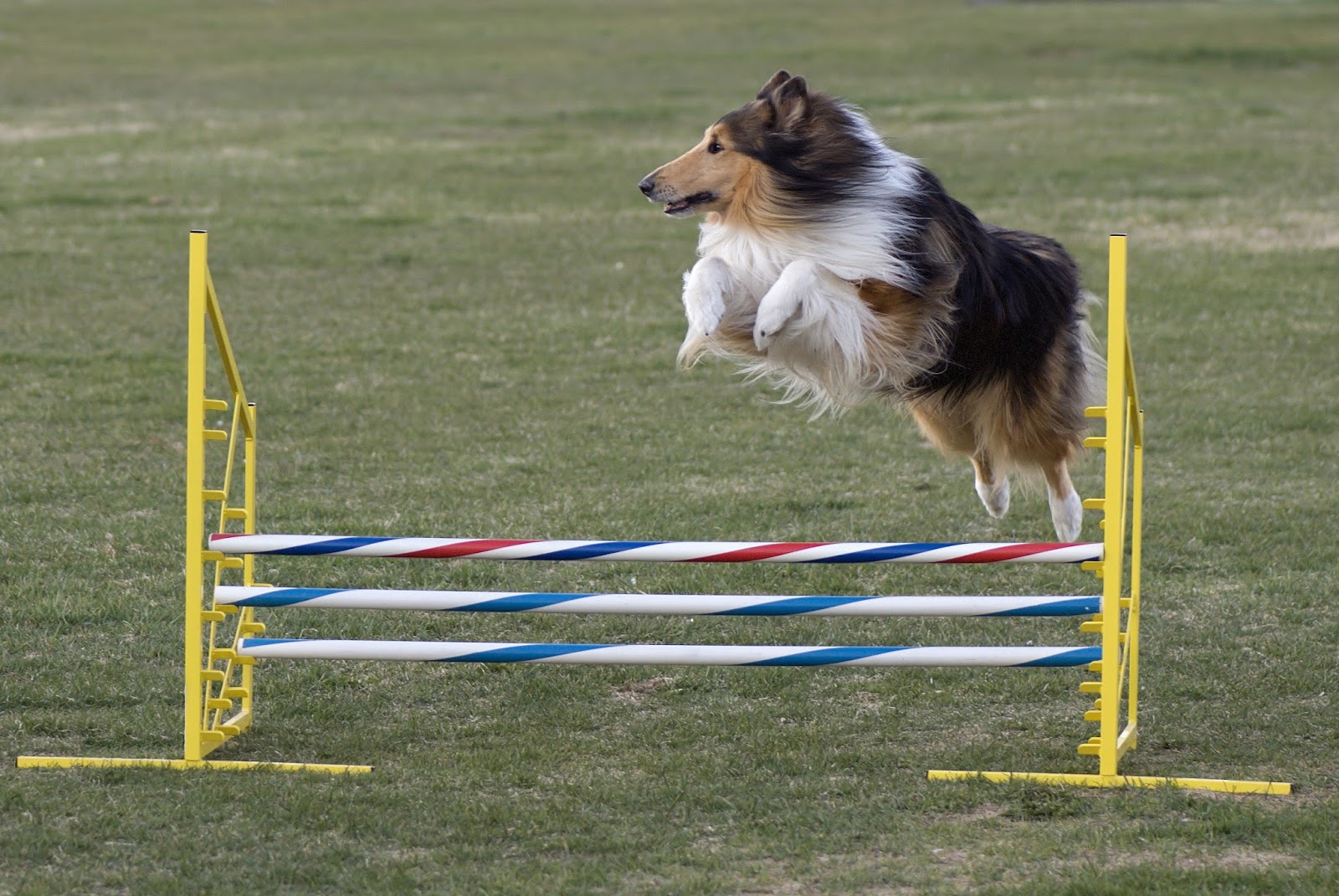 Va De Gossos L AGILITY DOG va-de-gossos-l-agility-dog