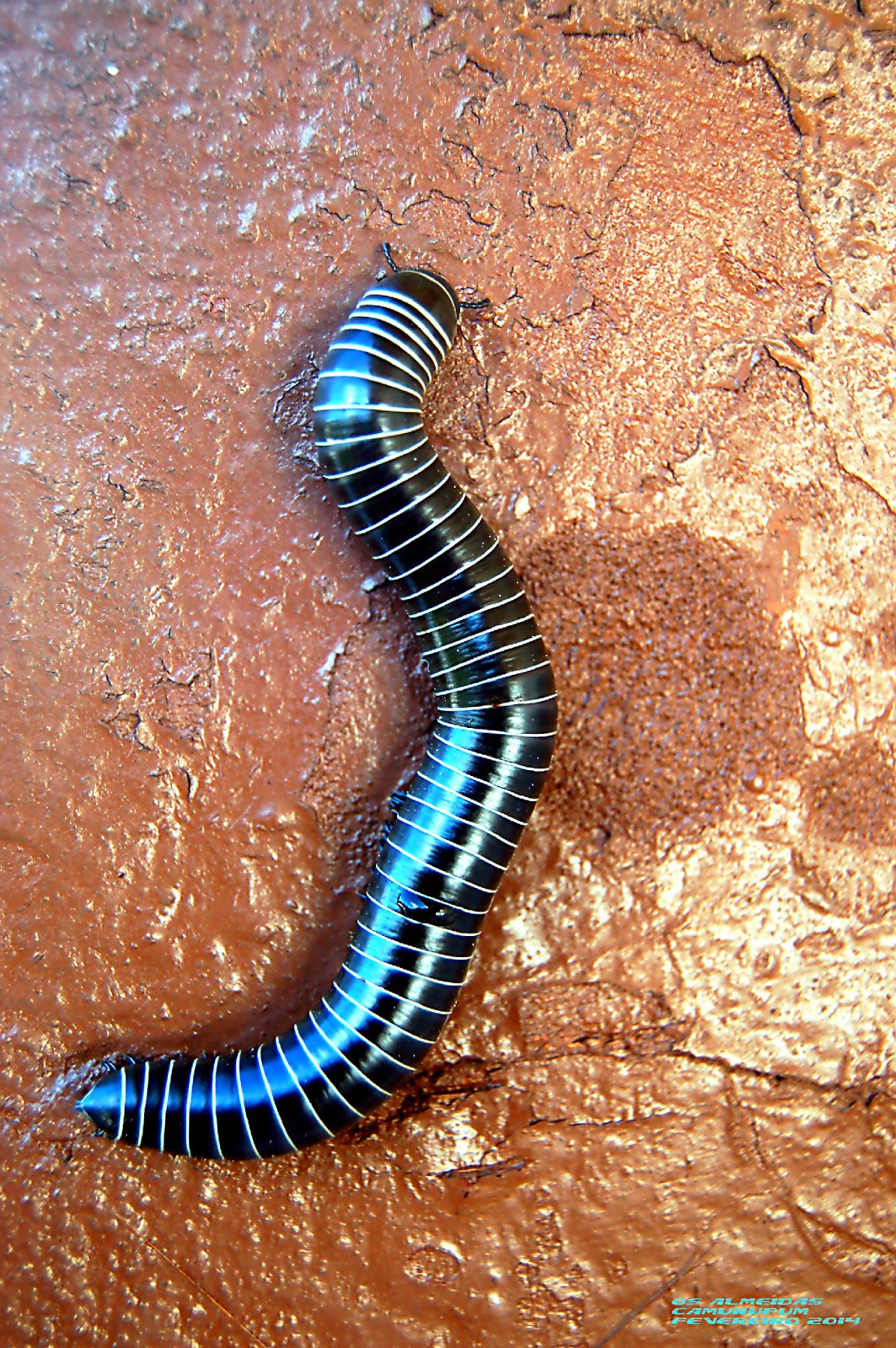 Os Meus Clicks: Bicho de Conta