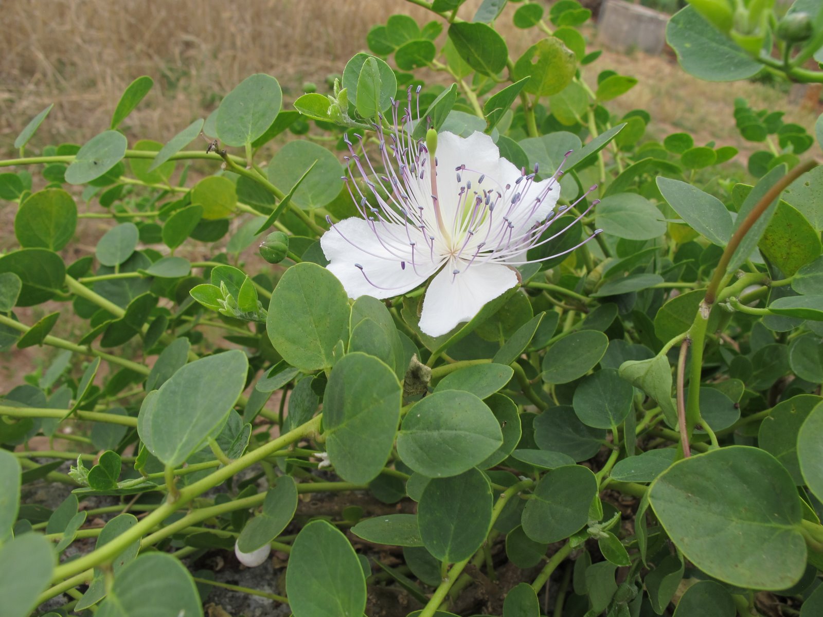 FLORA NEL SALENTO e.. anche altrove: Capparis spinosa L. - Capparaceae ...