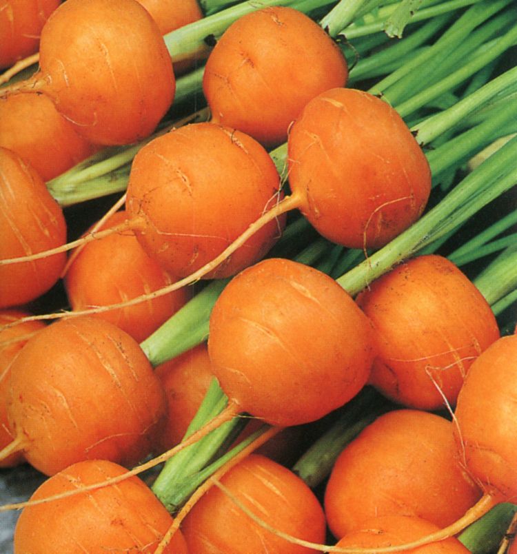 KULTUR JARINGAN TANAMAN, WORTEL (Daucus carrota) - LIFE IS A GIFT