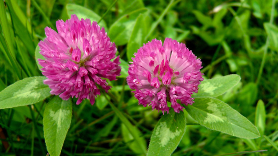 Ciri-Ciri Tanaman Semanggi Merah (Trifolium Pratense) Manfaat dan ...