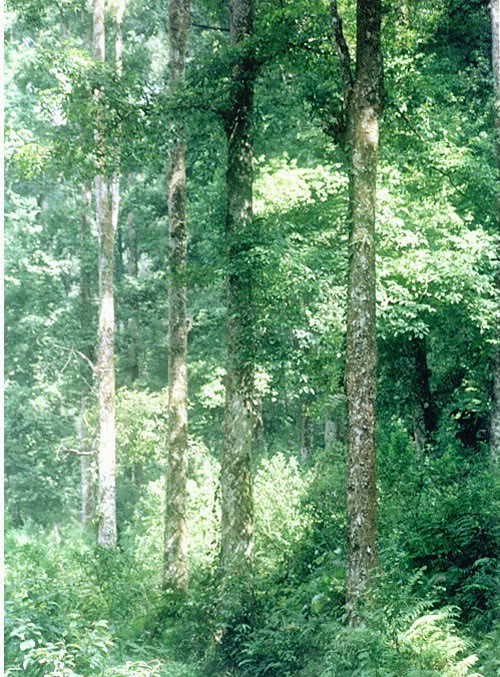 Morfologi Tumbuhanku: Tanaman Yang Cocok Didataran Tinggi