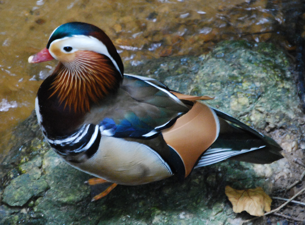 Footloose with Diana: Birds of Eden - ducks