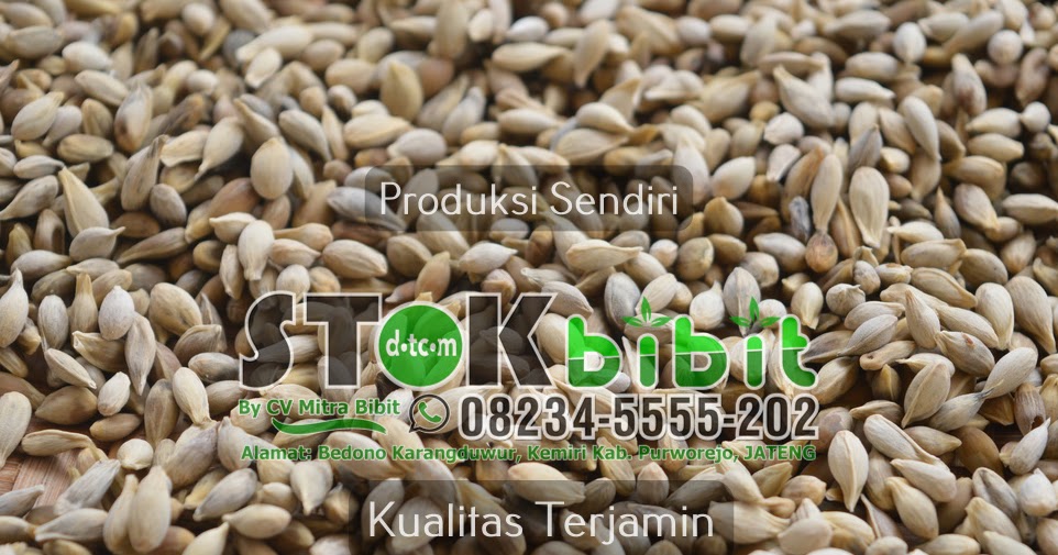 Nangka pohon nangka gambar - jual bibit buah rukem