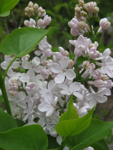 Victoria Gardens: Oh-la-la Lilacs!