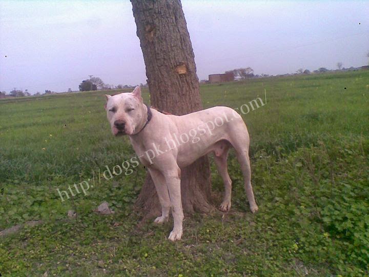 Pakistani Dog photos and Videos: Pakistani Bully Dog