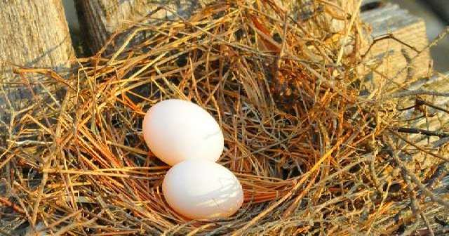 Tips Menetaskan Telur Burung Merpati