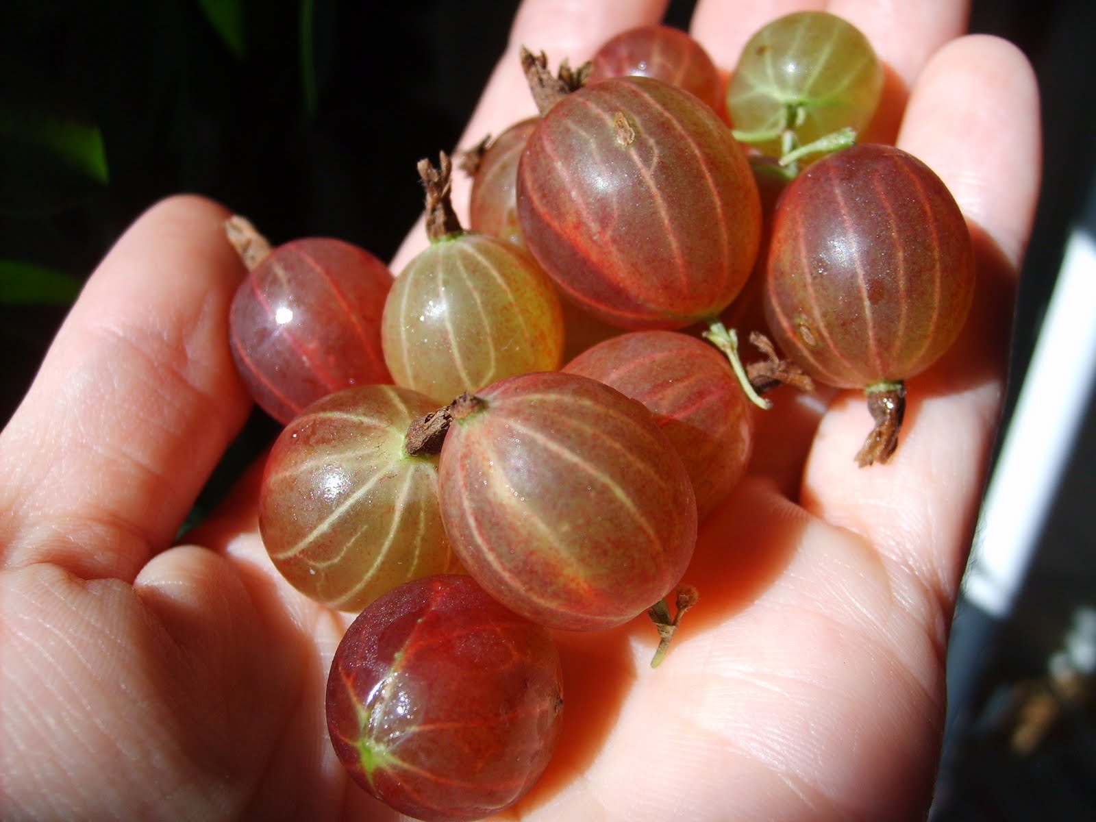 Dans la cuisine de Annie: Recette: confiture de groseilles