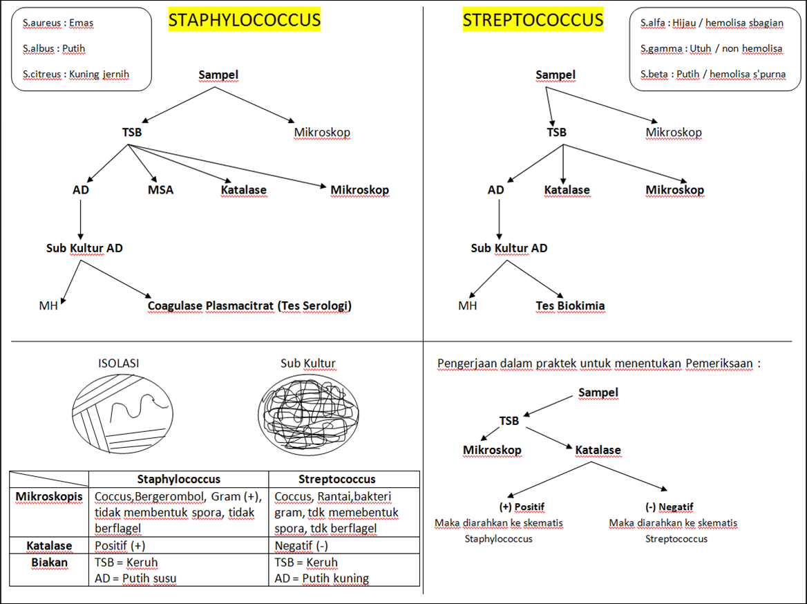Menentukan Bakteri Staphylococcus dan Streptococcus | Analis Kesehatan