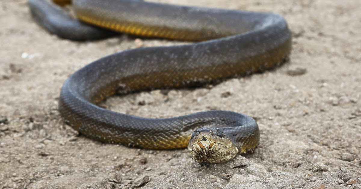tyto tony: Up close with striking Water Python