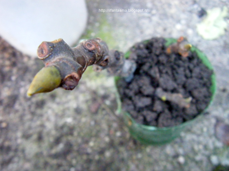 Le avventure della mia fantasia: Talea di fico nero: radicazione nella ...