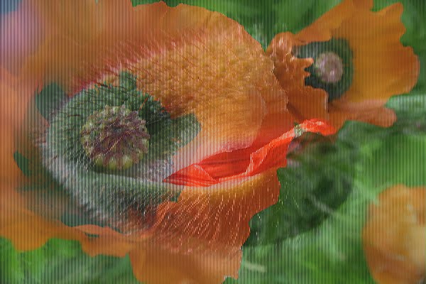 Lynne Guimond Sabean Photography: How to Create a Lenticular Flip Image