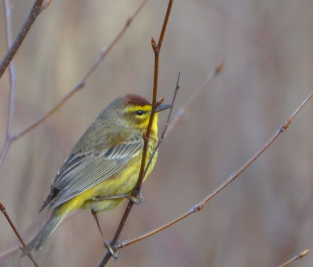 Flower Hill Farm: Wednesday Wildflowers Buds and Birds