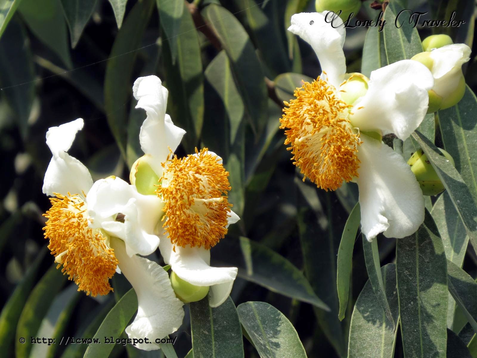 Nagesshor ful (নাগেশ্বর ফুল) - Mesua ferrea