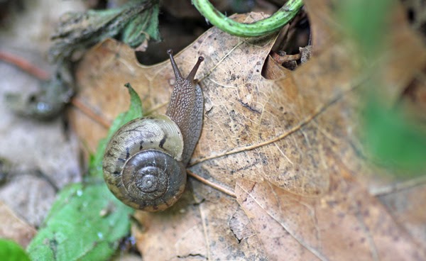MObugs: Brown Garden Snail