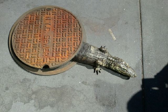 DAVID DUST: I Spotted A Sewer Alligator!