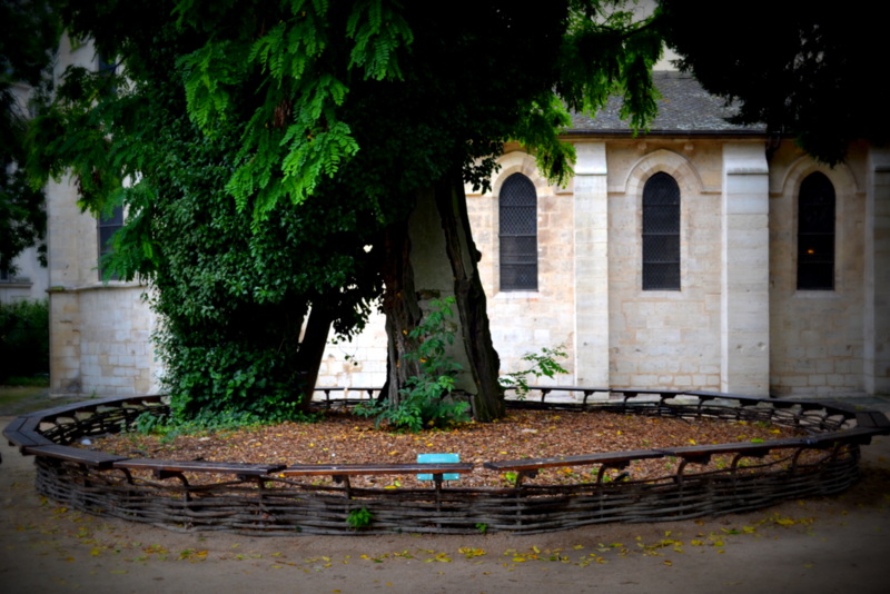 The Story of the Oldest Tree in Paris ~ Invisible Paris