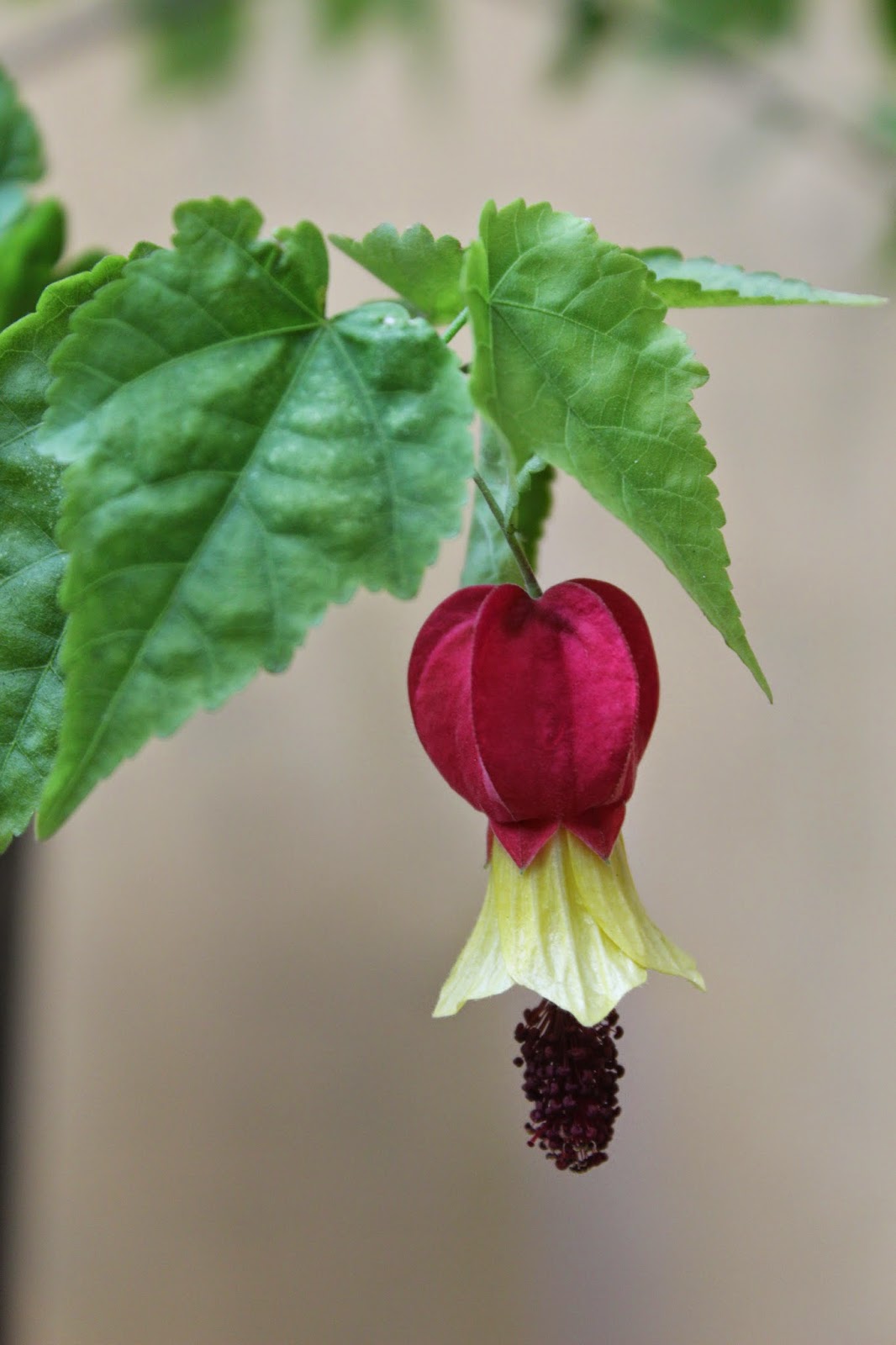 Uma flor por dia: Abutilon, lanterninha-japonesa