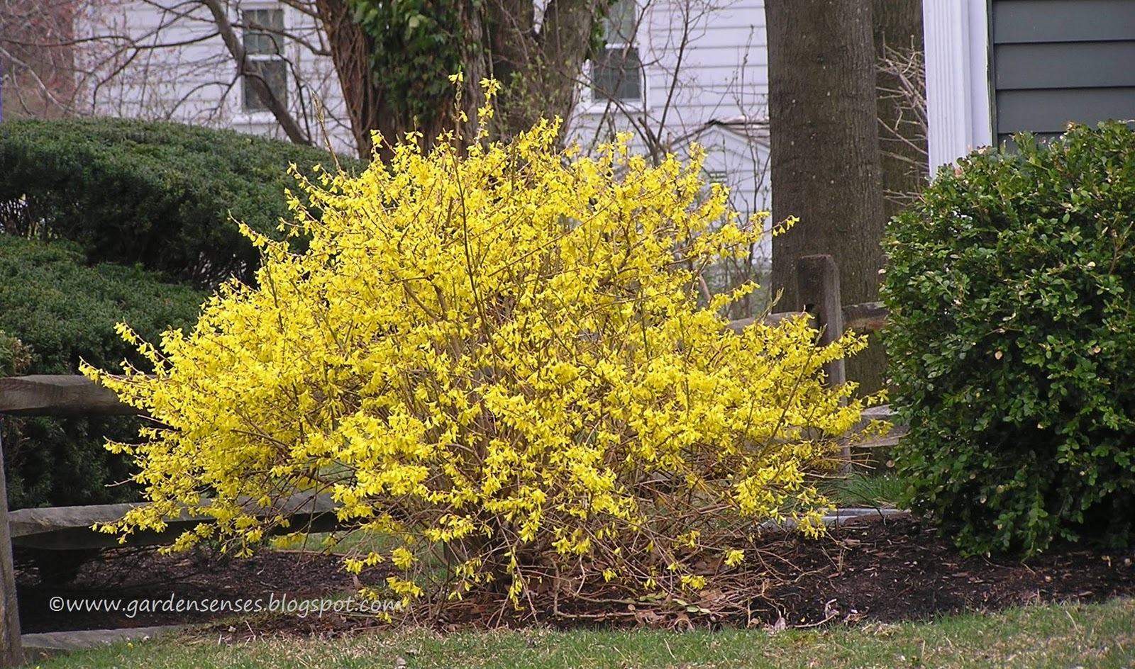 Garden Sense: Early Spring Blooms