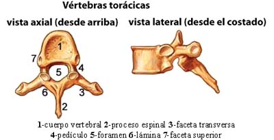 Clínica ARTHROS Vigo: Columna vertebral