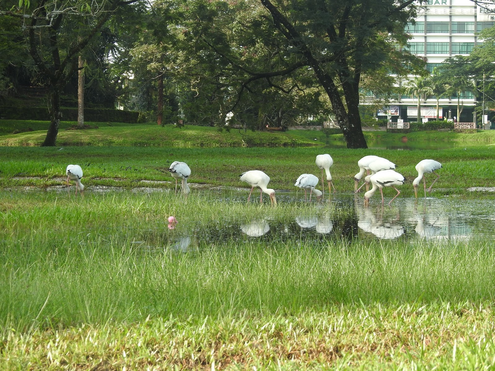 Taipingmali : Burung Botak Upeh Di Taman Tasik Taiping