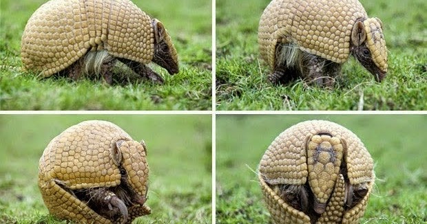 18+ Inspirasi Terbaru Gambar Hewan Trenggiling