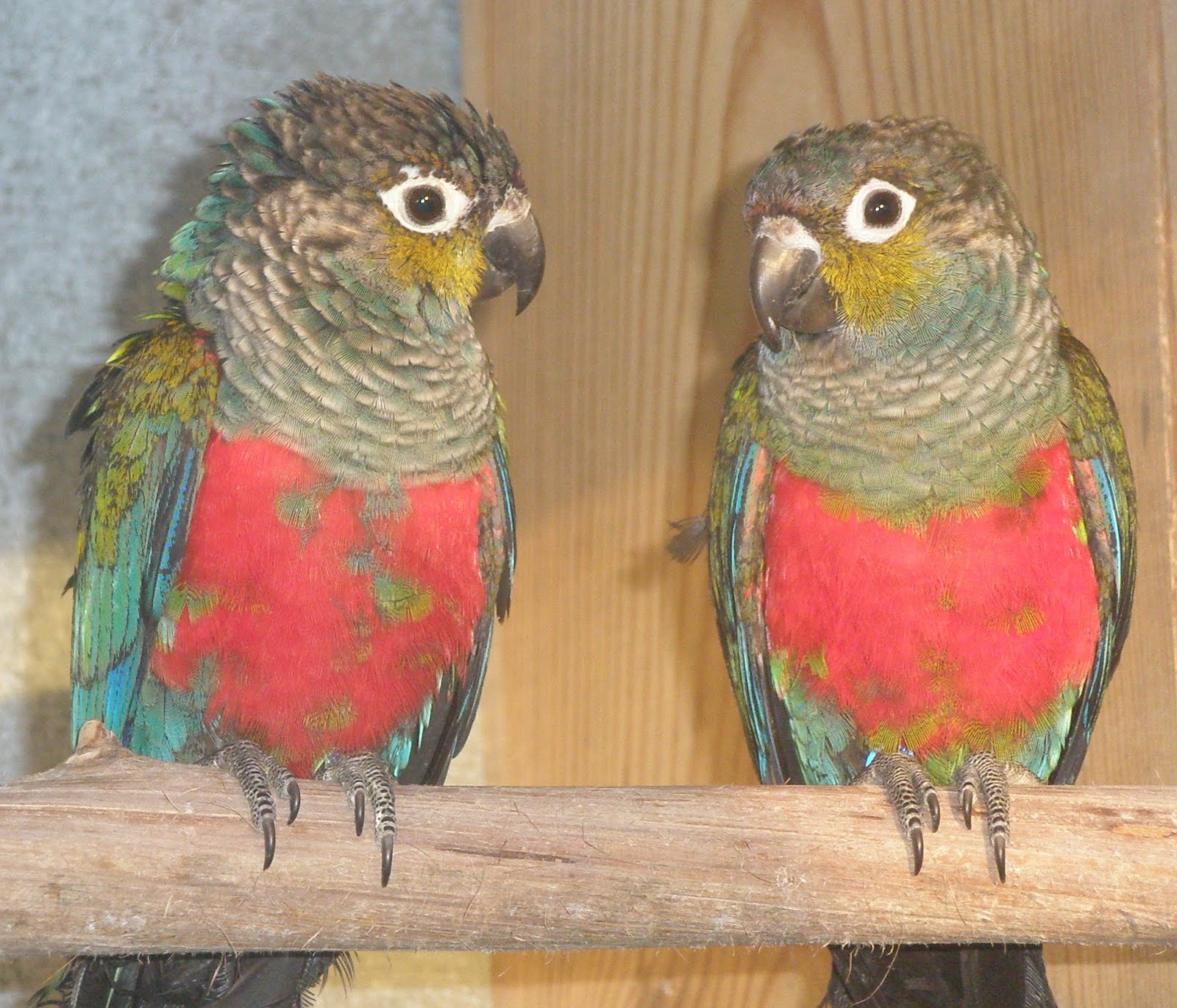 Aves da Vera e do Ricardo: Pyrrhuras