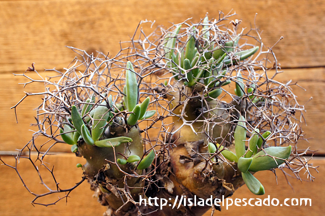 さかなの島: winter caudex