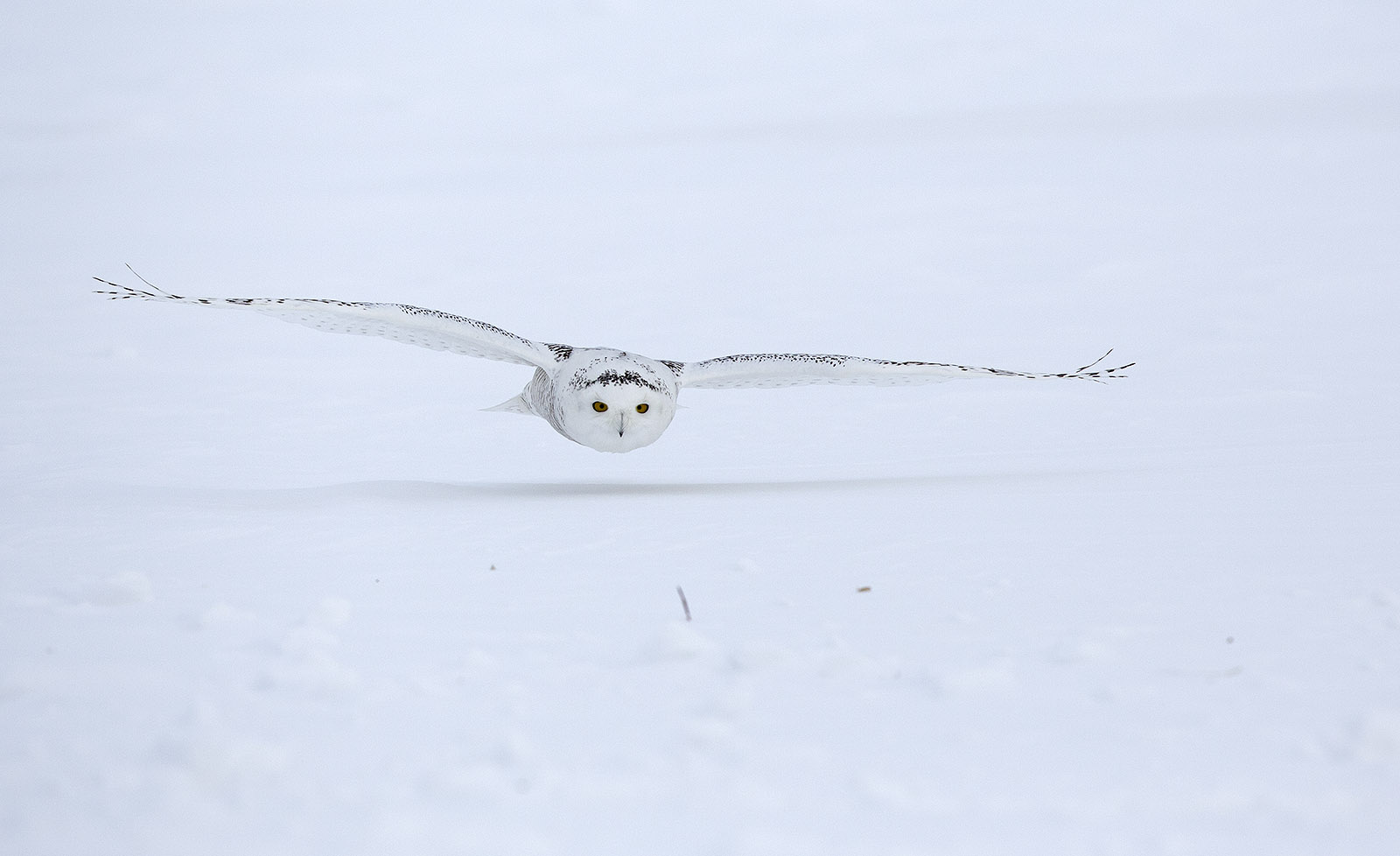 pewit: cold light Snowy Owls