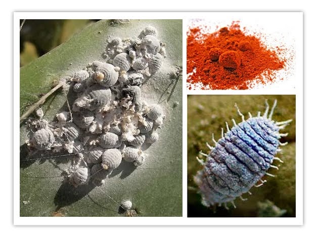 CartuntivismO: Você sabe o que é Carmim? ( INS120 )