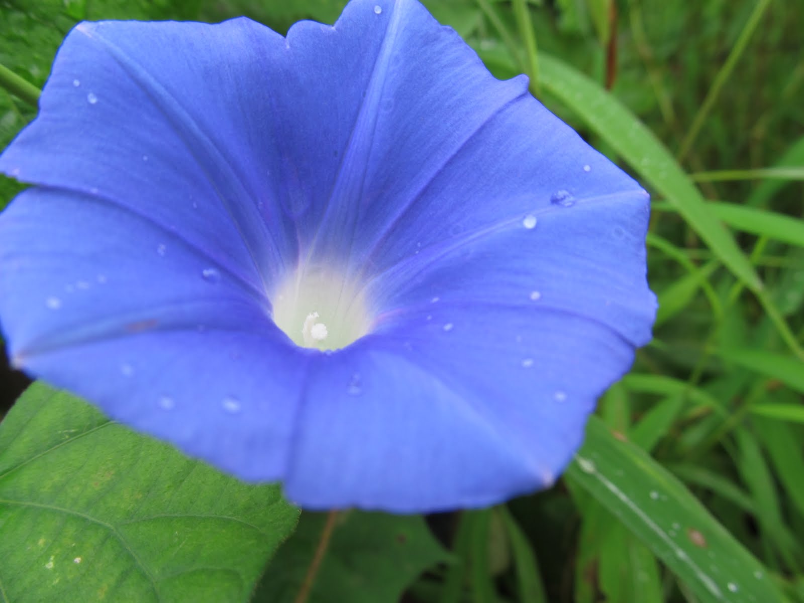 photos of trek trip: Mahuli fort