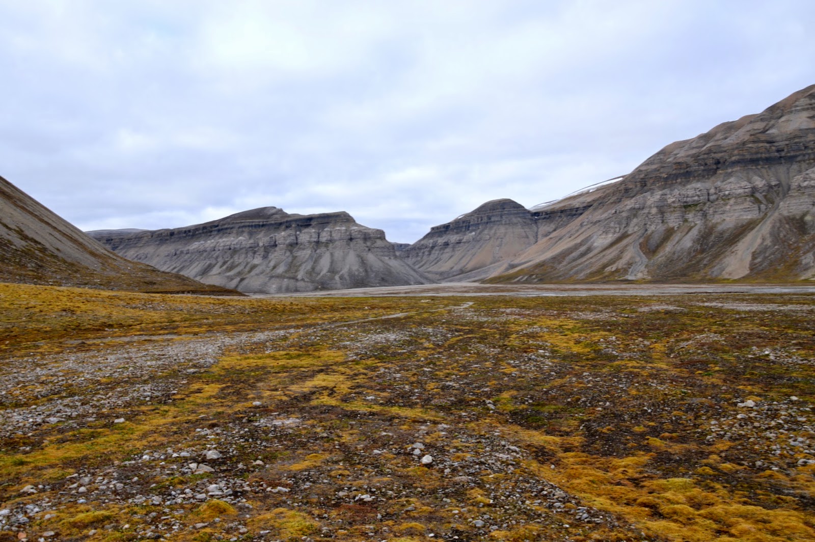 SVALBARD ARTIC FOX: tundra artica 1