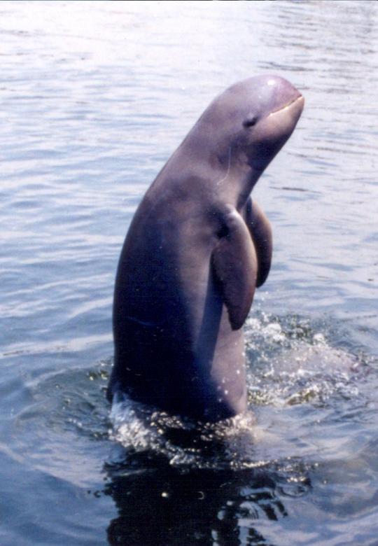 Art and Lore: Legenda Pesut Mahakam