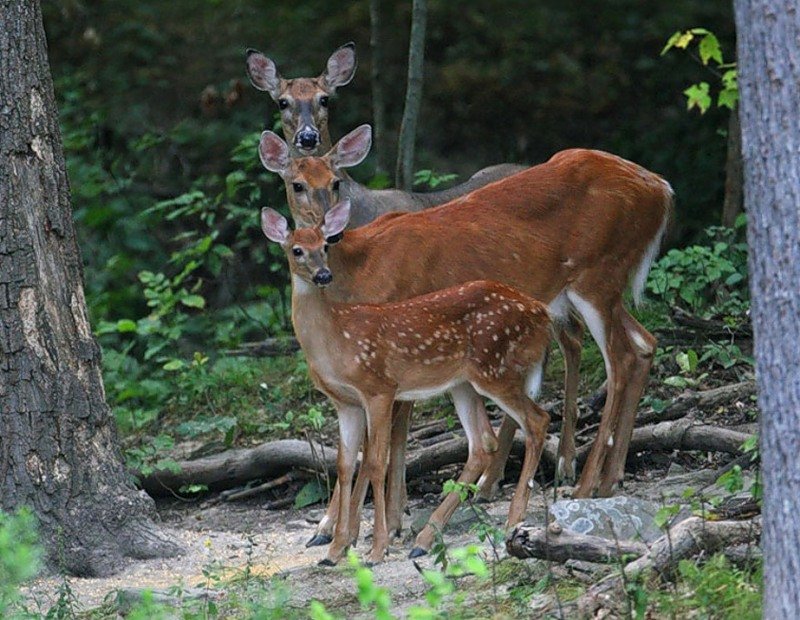 Wall Papers: Three 3 Three Animals