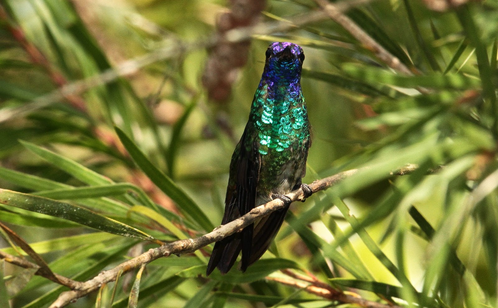 Nuestro bello mundo...: Golden-tailed Sapphire, male, Chrysuronia o ...