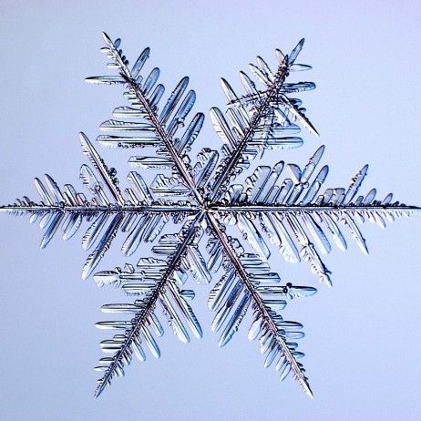 Heraldry of Life: ART with REAL SNOWFLAKES