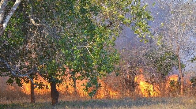 eyewitness: Florestas em perigo de desaparecimento
